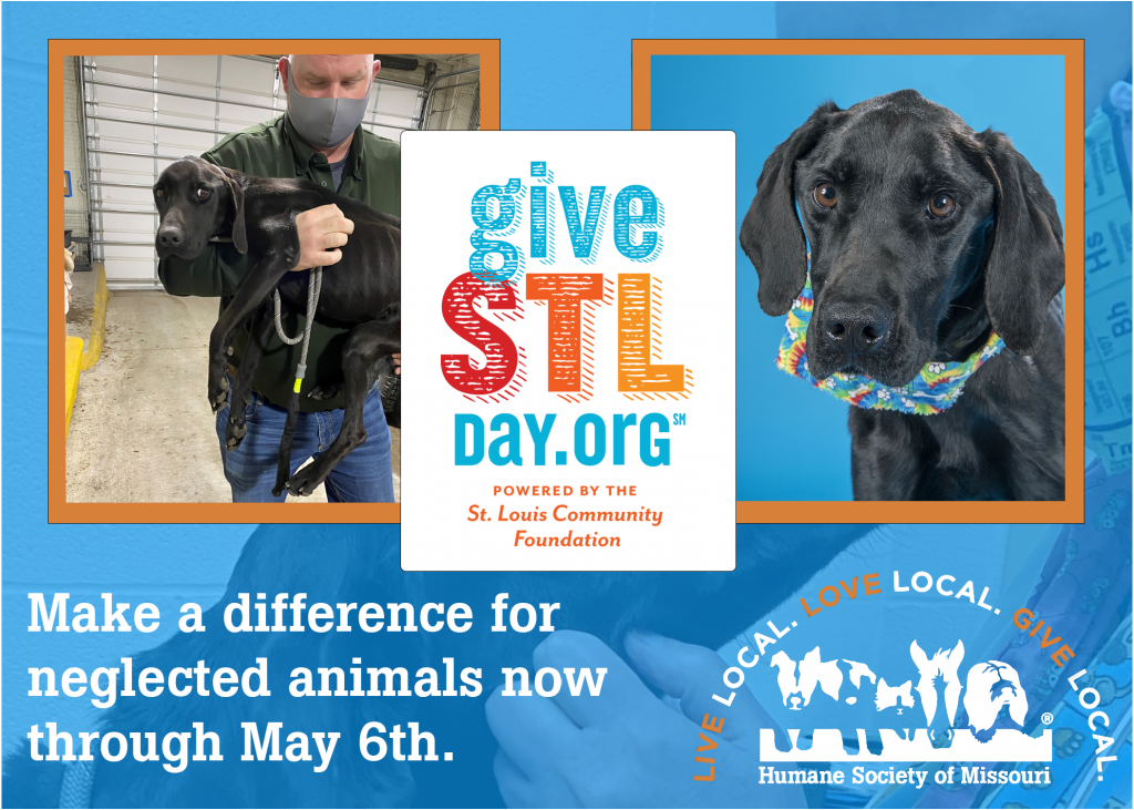 Give STL Day is This Week: A Great Opportunity to Support HSMO | Humane ...