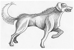 Canine Communication – Interpreting Dog Language| Humane Society of ...