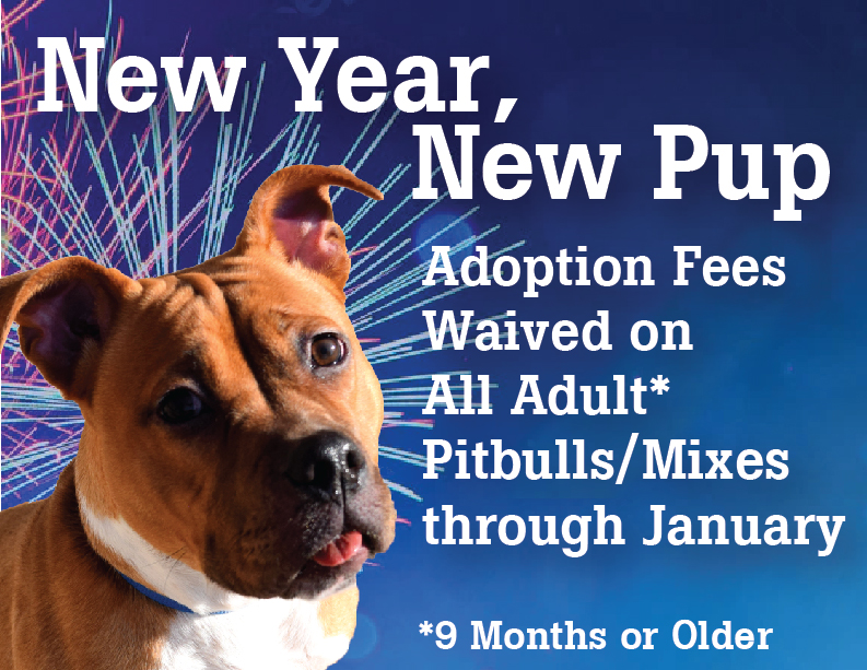 St. Louis Pet Adoption: Humane Society of Missouri