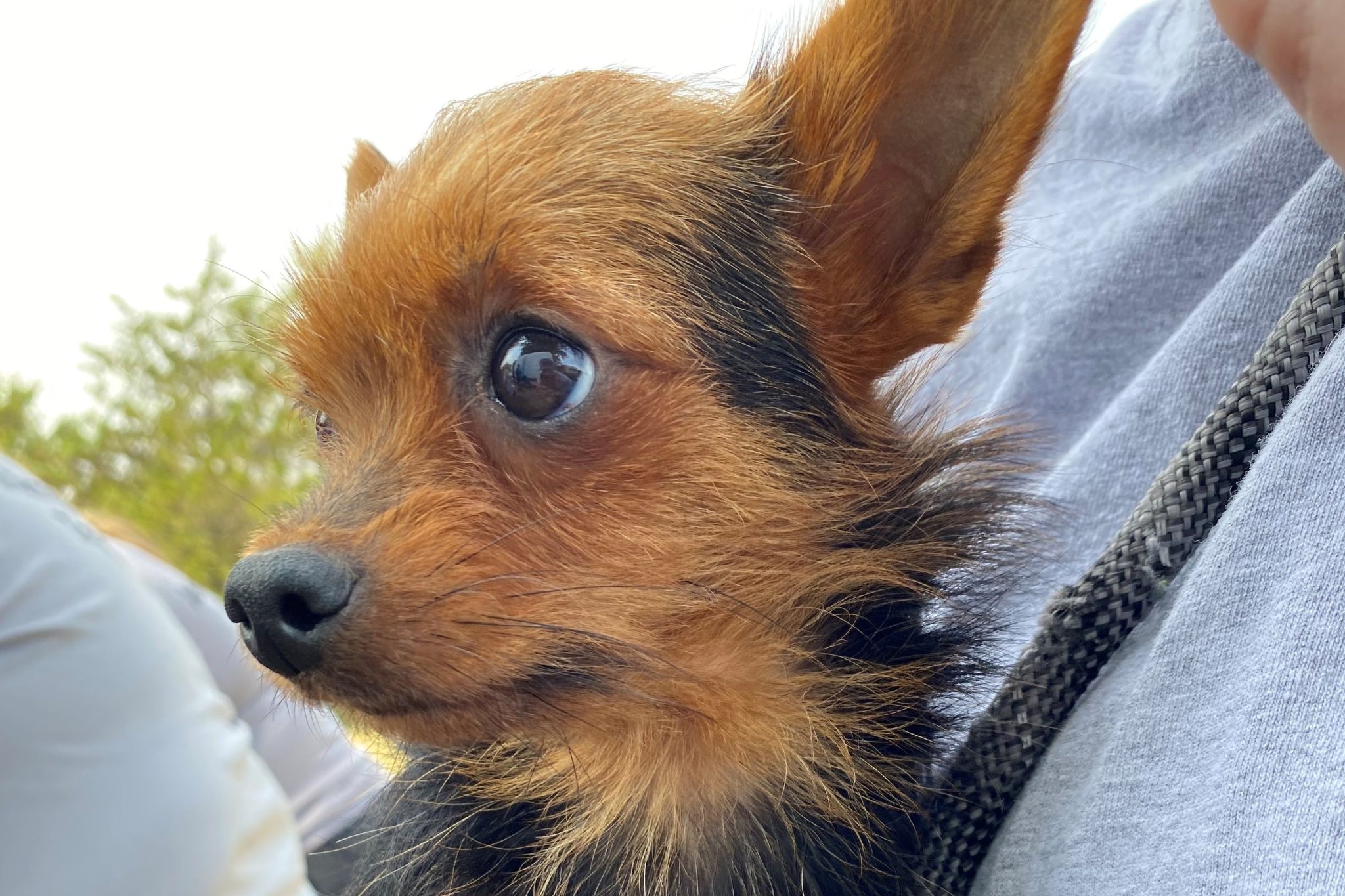 HSMO’s Animal Cruelty Task Force rescues 63 dogs, mostly Yorkies, from ...